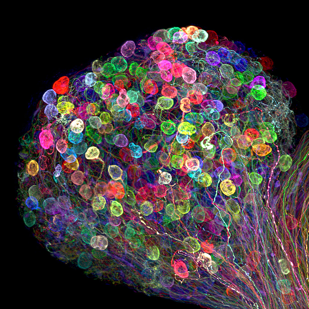 Unveiling the Brain's Rainbow: A Look at the Brainbow Technique ...