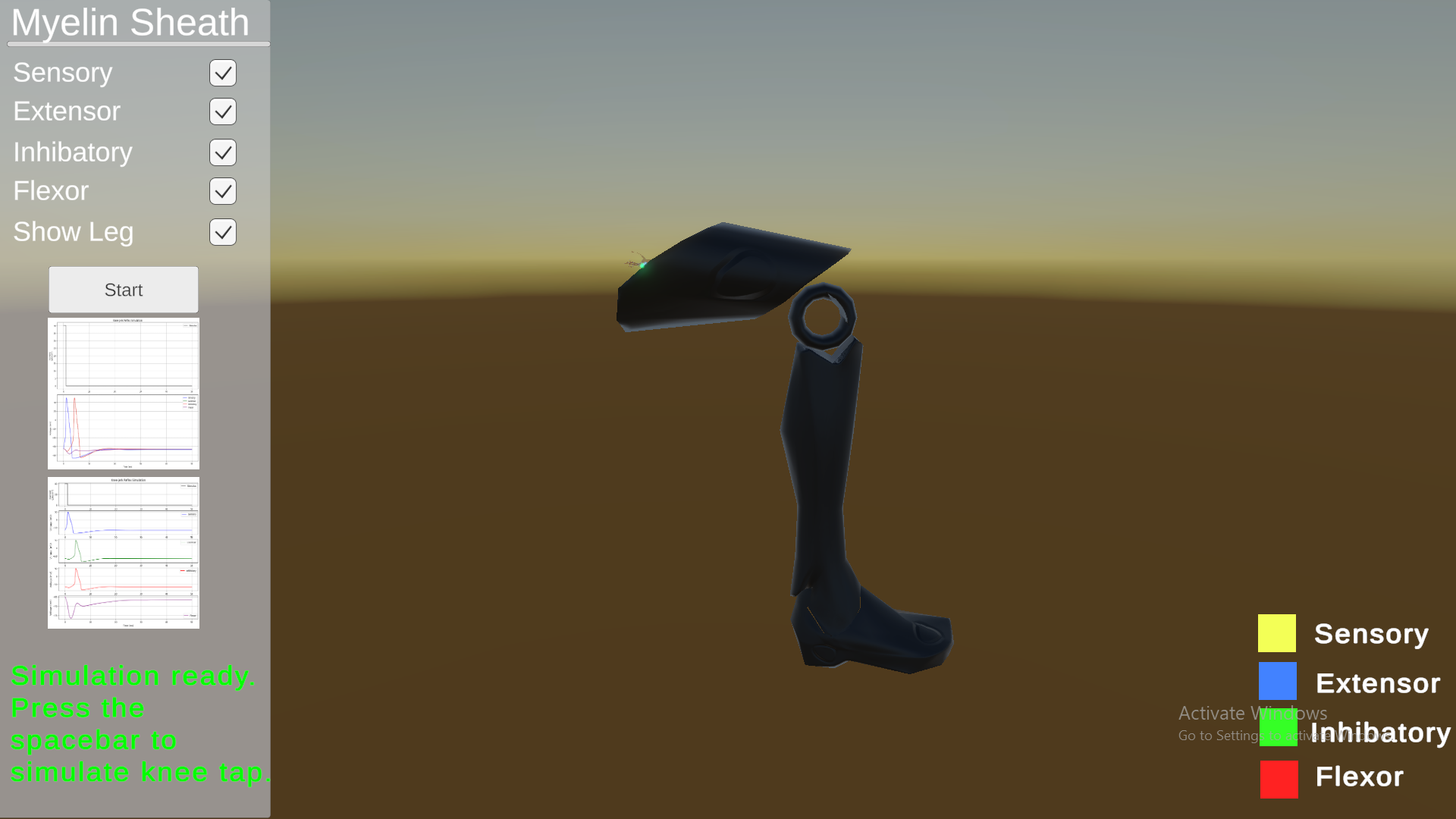 A 3D Simulator of the Patellar Reflex and Demyelination Effects | Mohamed Gad